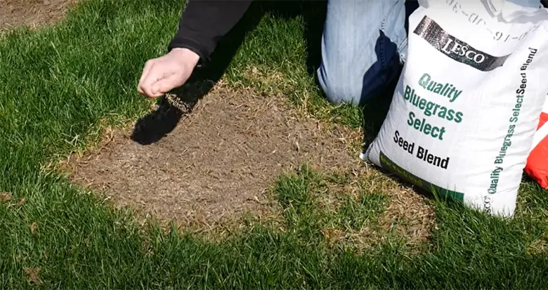 11 Ways to Make Bermuda Grass Thicker - Grass Killer