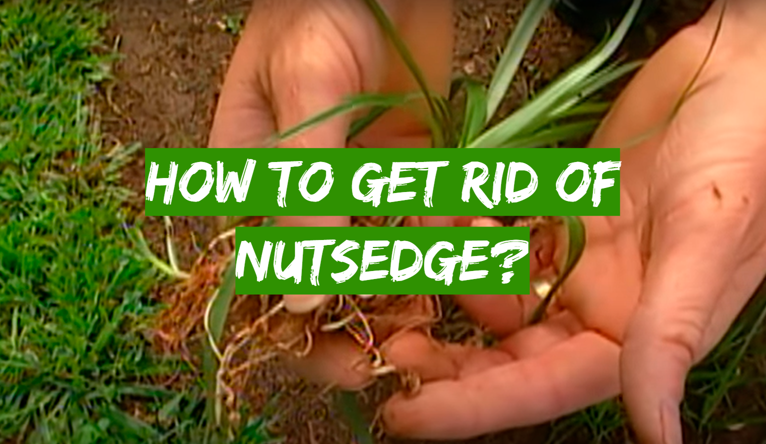 How To Get Rid Of Nutsedge Grass Killer How To Get Rid Of Nutsedge Grass Killer