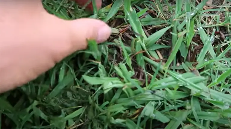How to Kill Dallisgrass Without Killing Grass? - Grass Killer