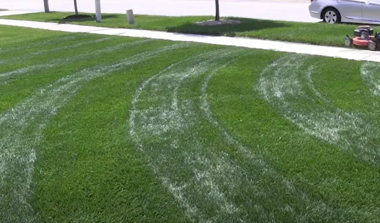 How to Get Rid of Creeping Charlie? - Grass Killer