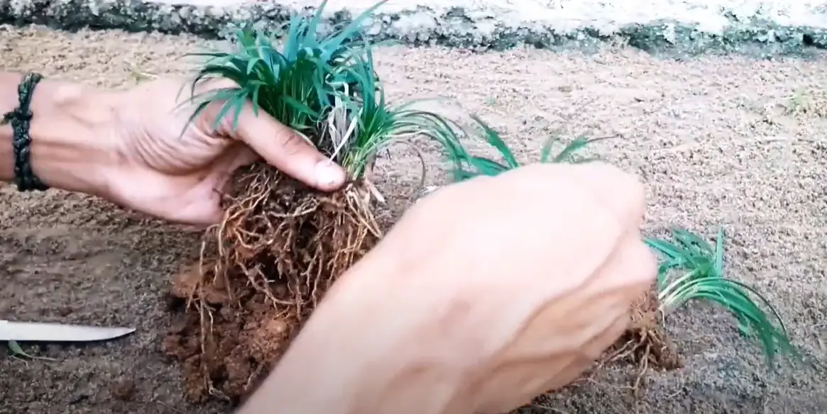 How to Kill Monkey Grass? - Grass Killer