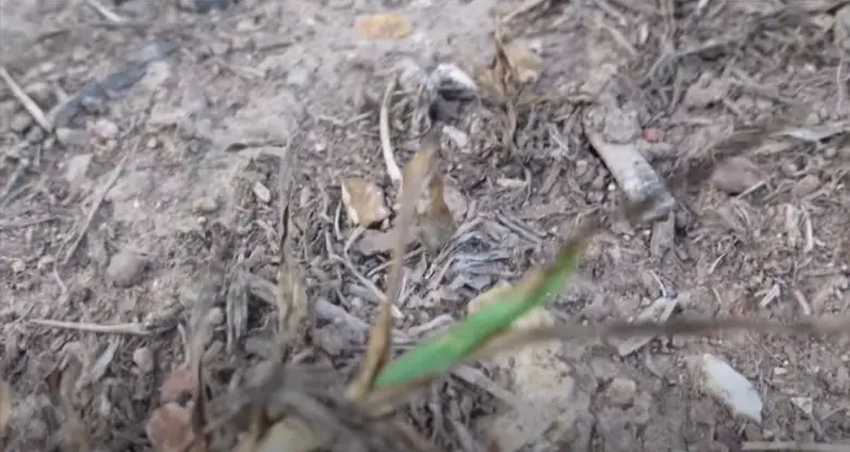 How to Kill Goose Grass? - Grass Killer