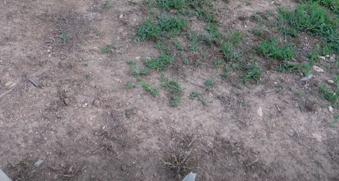 How to Kill Goose Grass? - Grass Killer