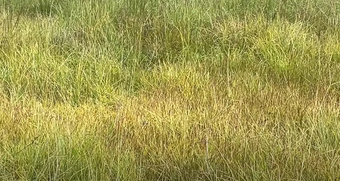 How to Kill Centipede Grass? - Grass Killer