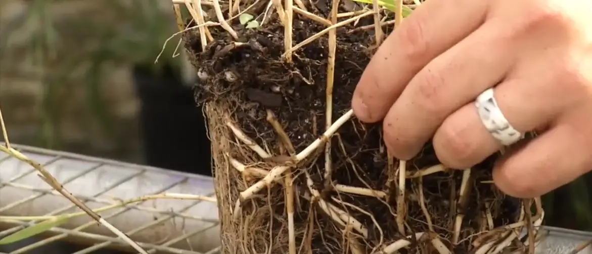 How to Kill Torpedo Grass? - Grass Killer