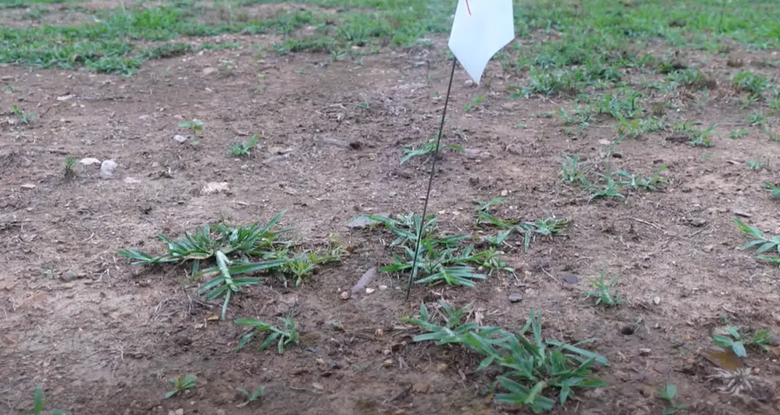 How To Kill Goose Grass Grass Killer