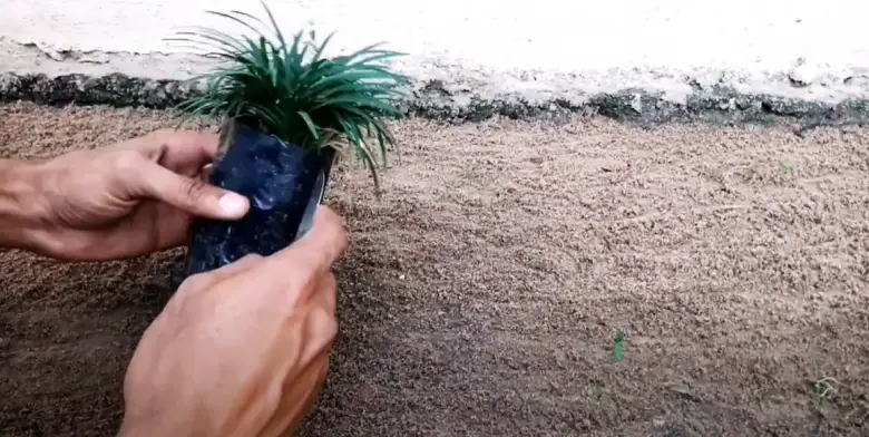 How to Kill Monkey Grass? - Grass Killer