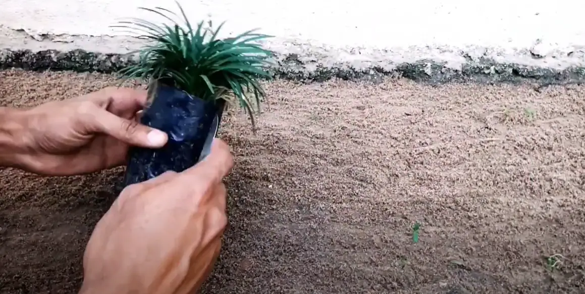 How to Kill Monkey Grass? - Grass Killer