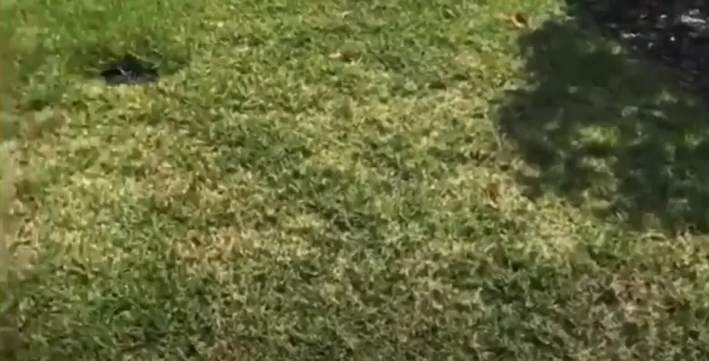 How to Kill Torpedo Grass? - Grass Killer