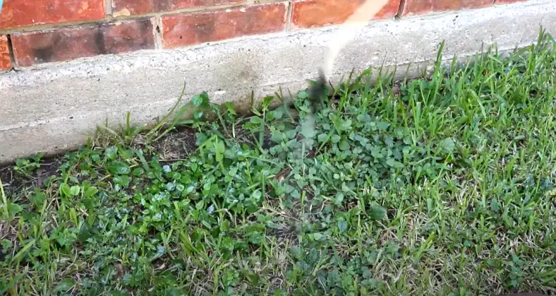 How to Kill Virginia Buttonweed? - Grass Killer