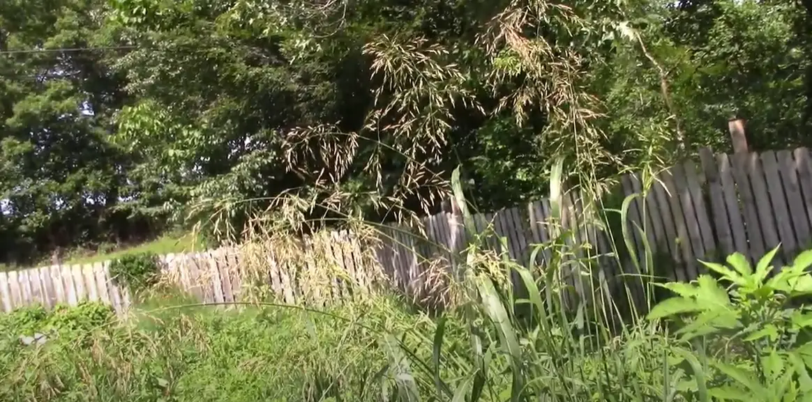 Will Vinegar Kill Johnson Grass? - Grass Killer