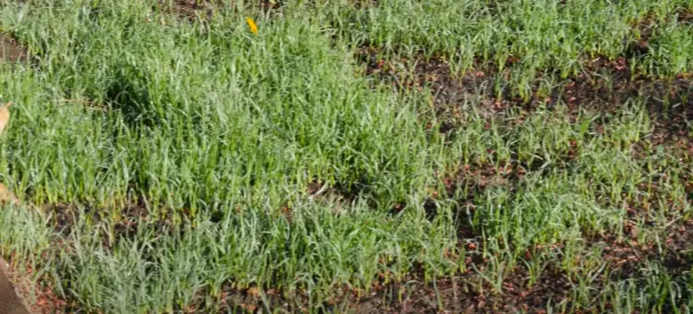 How to Revive Grass After Weed Killer? - Grass Killer