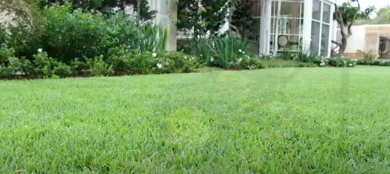 Common Zoysia Grass Problems - Grass Killer