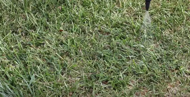 Ranger Pro Herbicide Dangers - Grass Killer