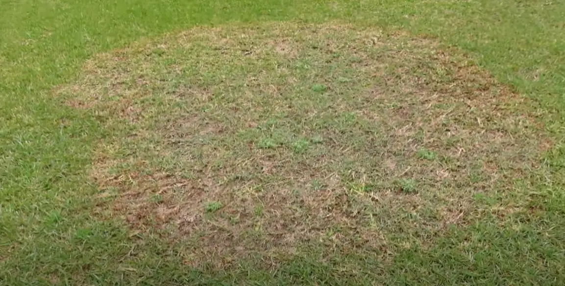 Bermuda Grass Diseases - Grass Killer