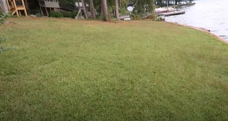 Common Centipede Grass Problems - Grass Killer